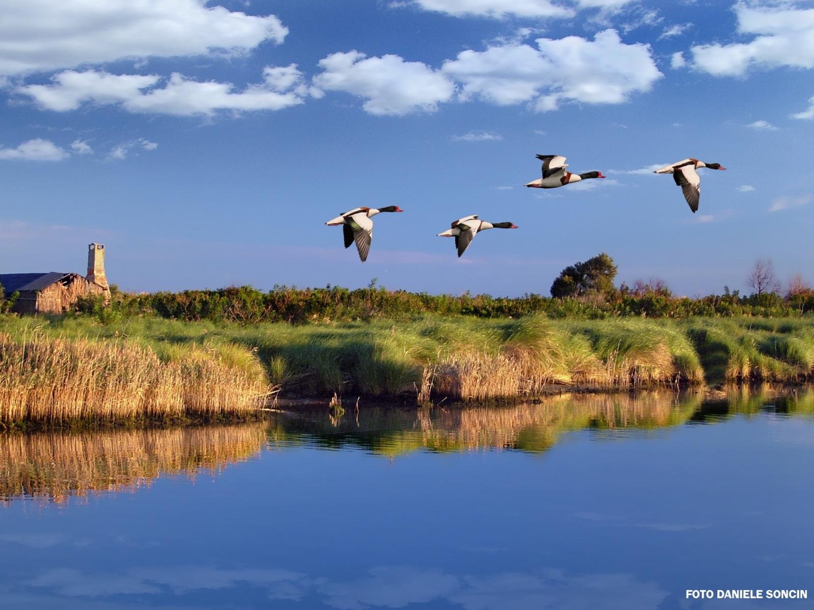 Scano Boa - Water Museums of Venice